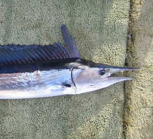 Pacific Food Guide | Chosen from the Sea