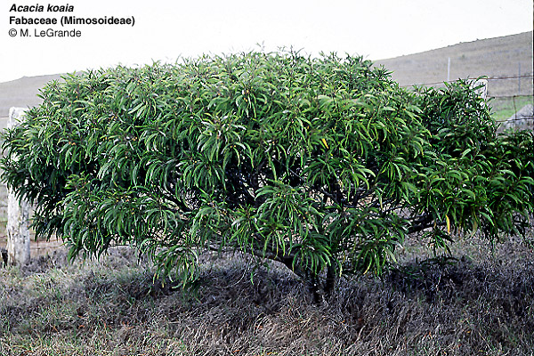 Hawaiian Native Plants, UH Botany