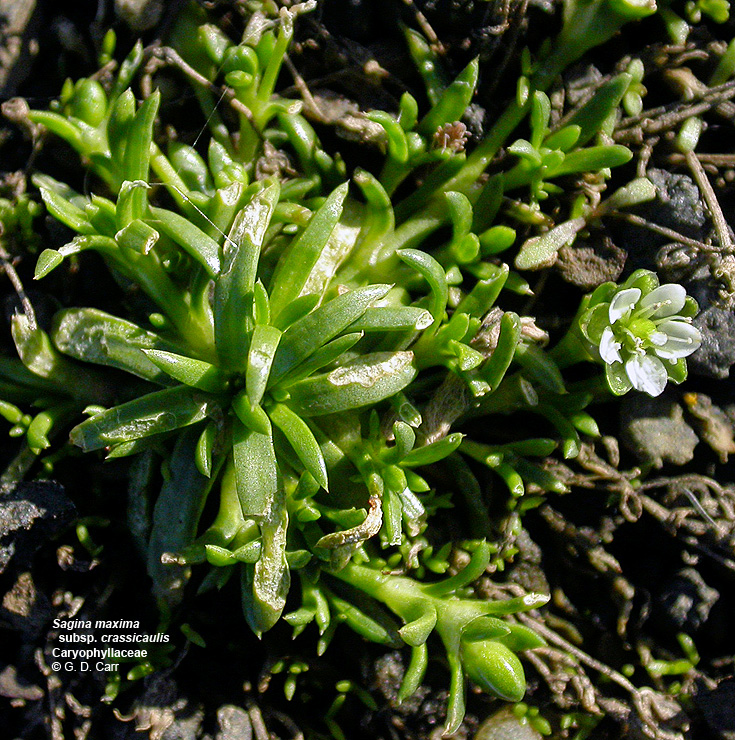 Flowering Plant Families, UH Botany