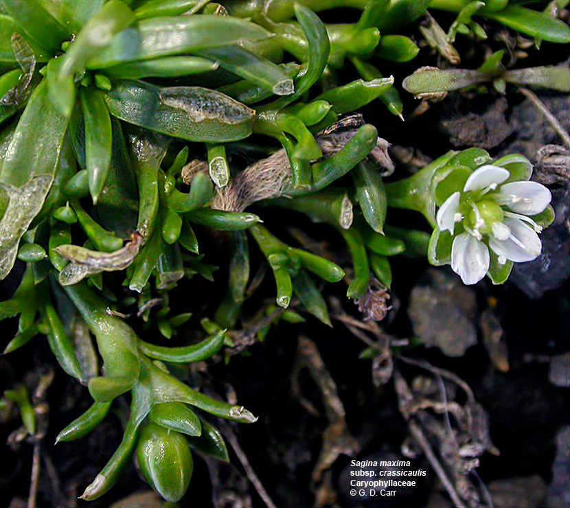 Flowering Plant Families, UH Botany