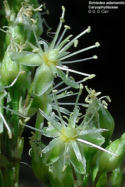 Hawaiian Native Plants, UH Botany