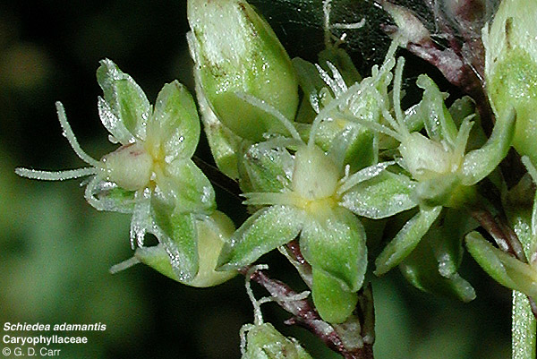 Hawaiian Native Plants, UH Botany