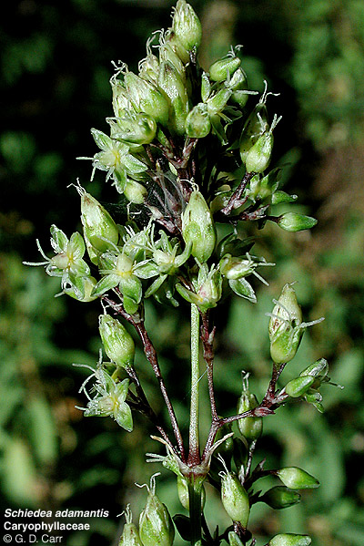 Hawaiian Native Plants, UH Botany