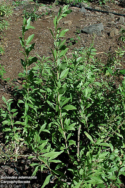 Hawaiian Native Plants, UH Botany