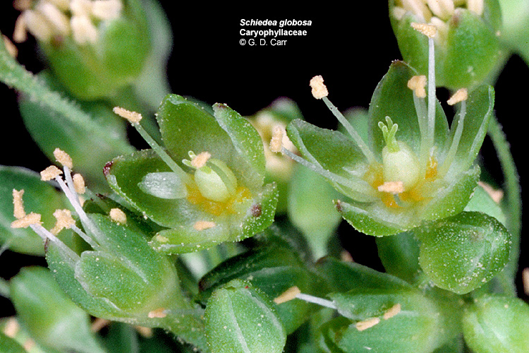 Flowering Plant Families, UH Botany