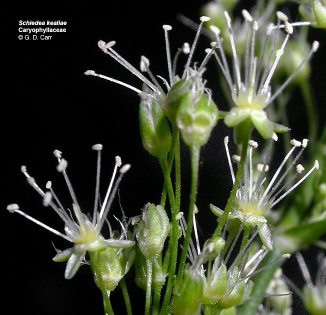 Flowering Plant Families, UH Botany