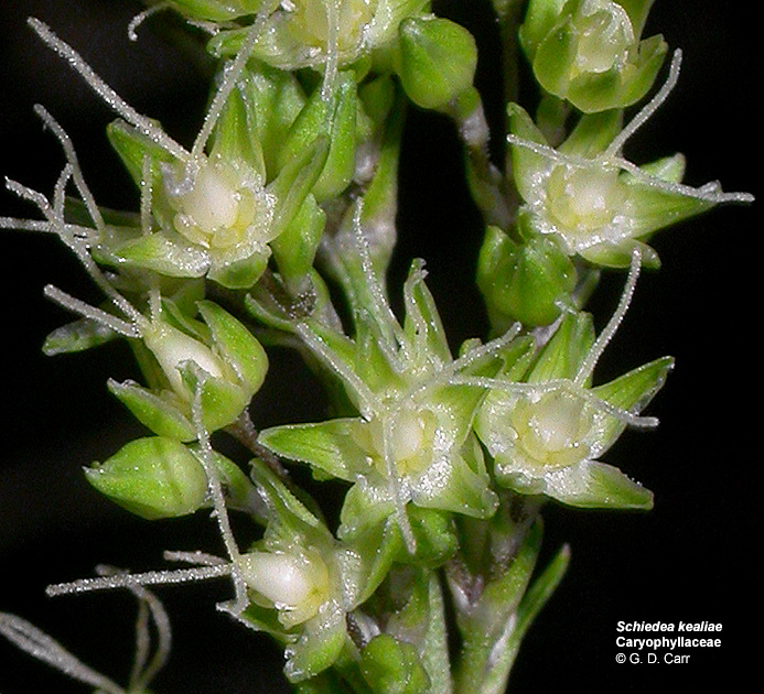 Flowering Plant Families, UH Botany
