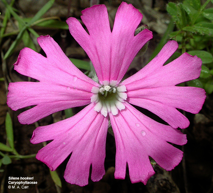 Flowering Plant Families, UH Botany