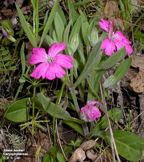 Flowering Plant Families, UH Botany