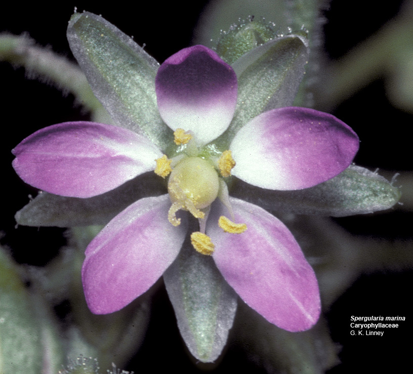Flowering Plant Families, UH Botany