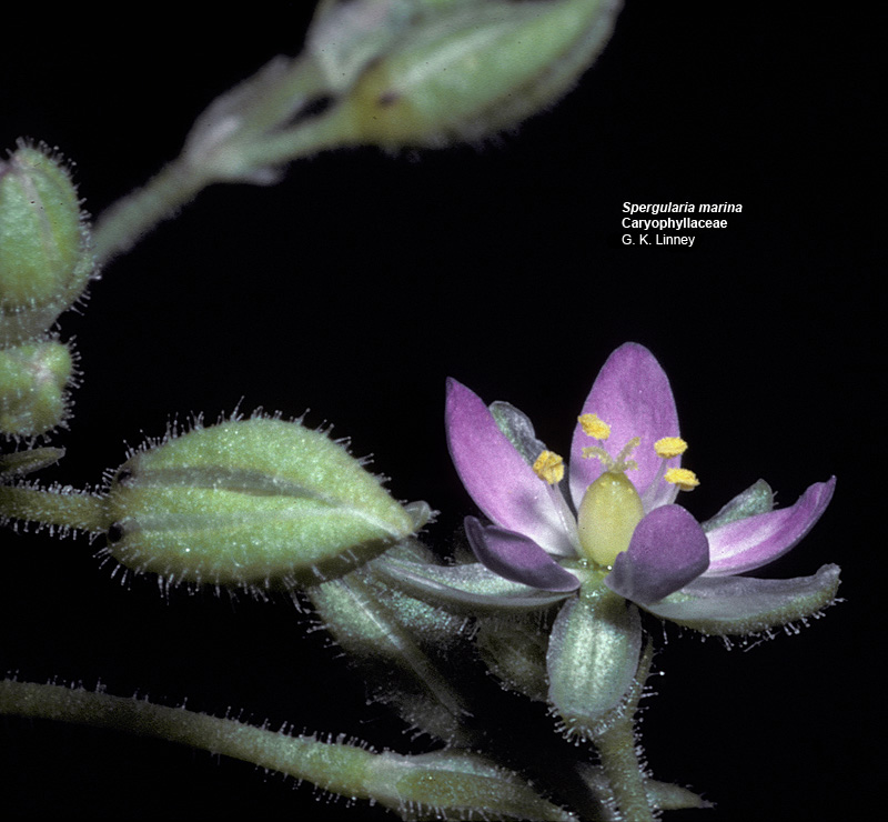 Flowering Plant Families, UH Botany