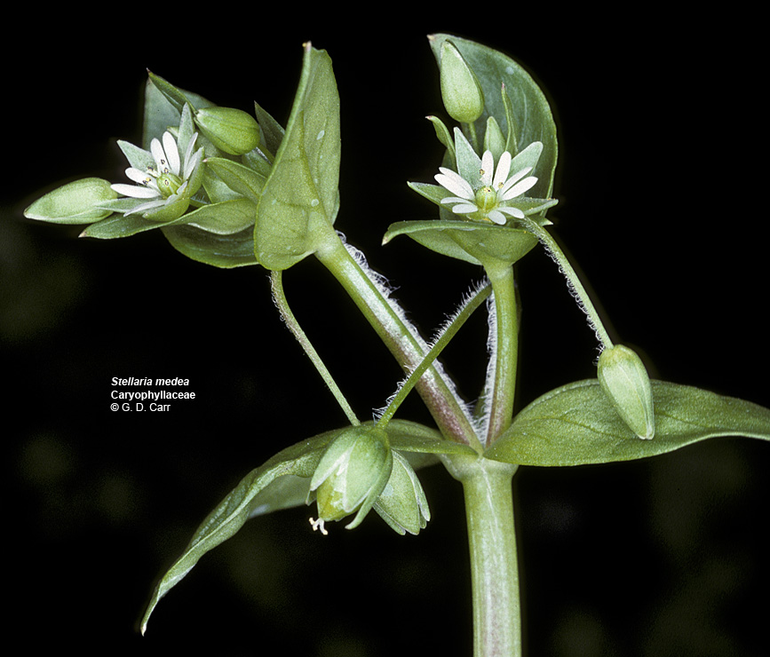 Flowering Plant Families, UH Botany
