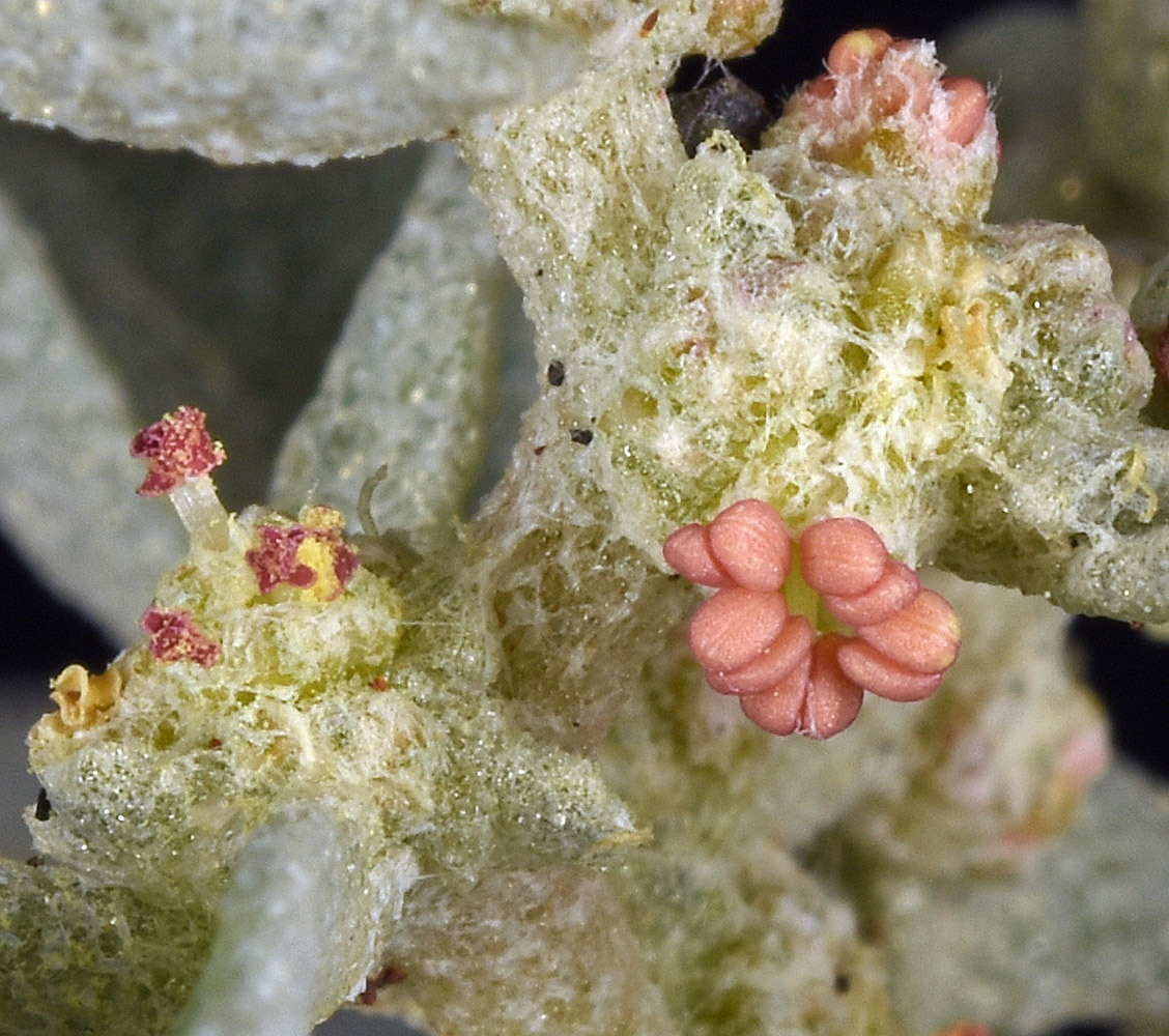 Oregon Flora Project