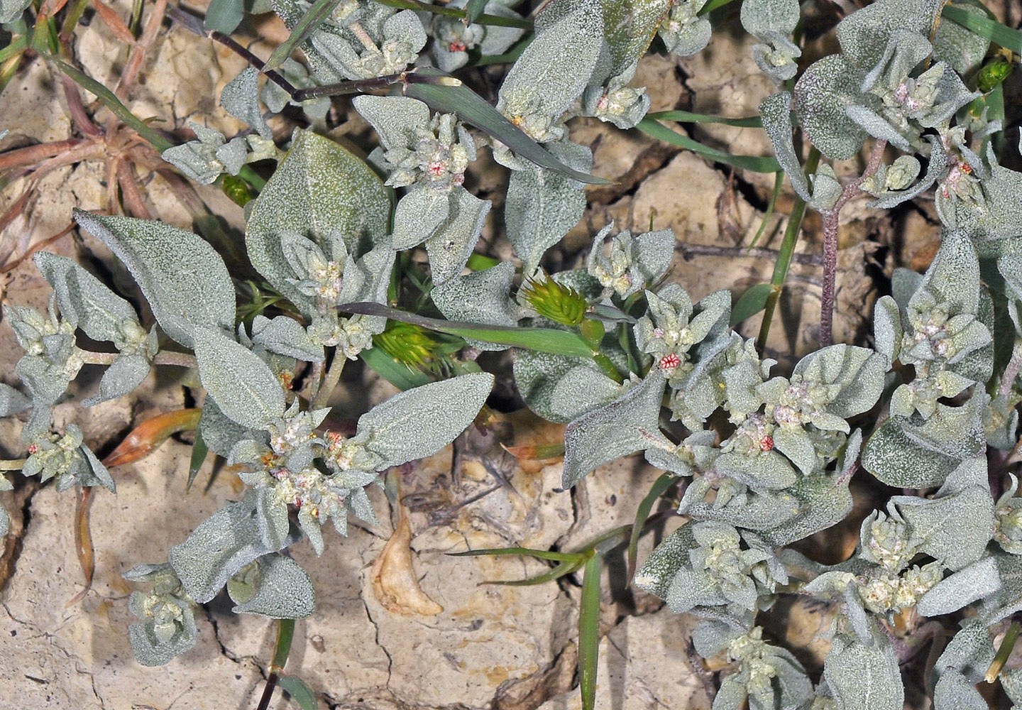 Oregon Flora Project