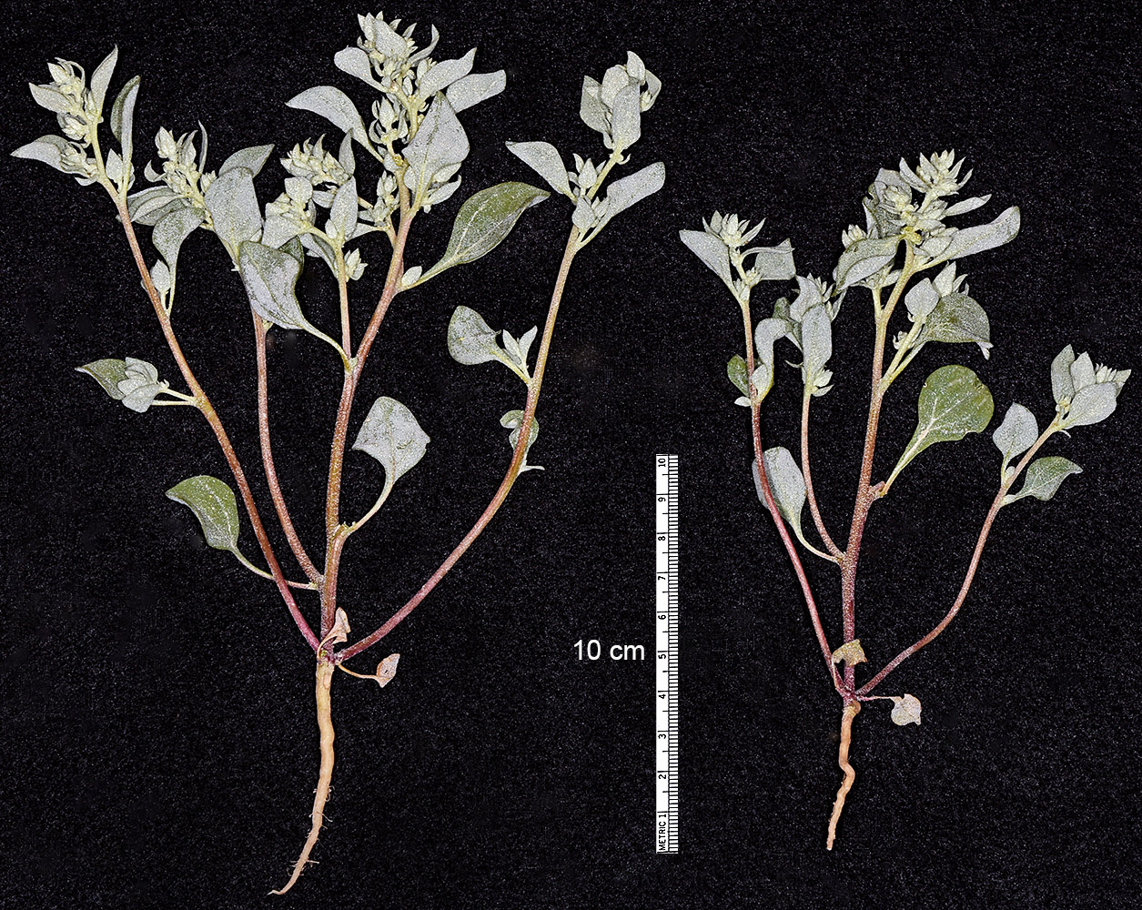 Oregon Flora Project