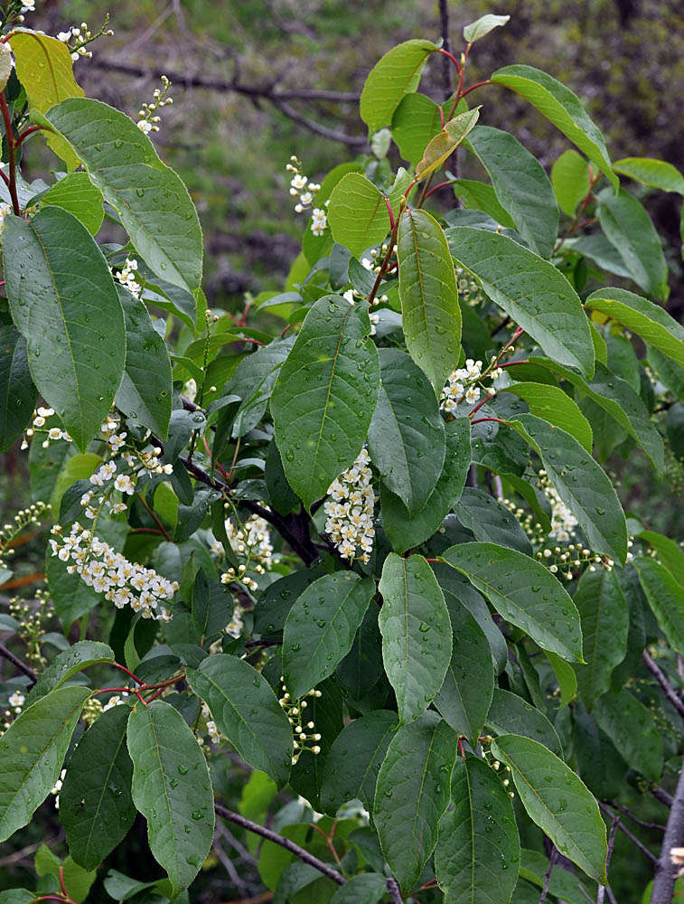 Oregon Flora Project