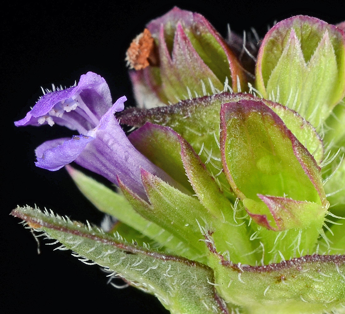 Oregon Flora Project